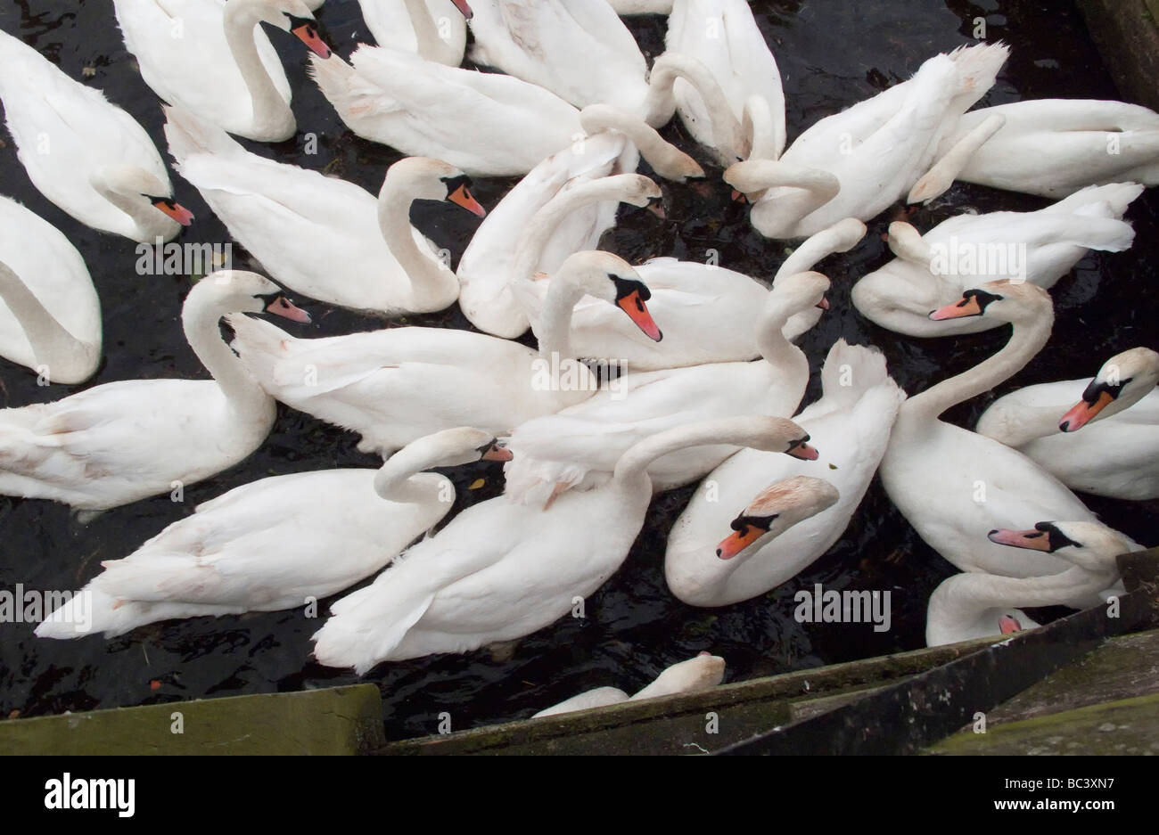 Swans on the river thames hi-res stock photography and images - Alamy