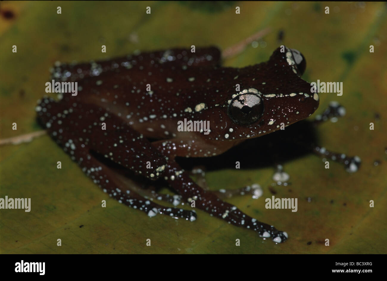 Cinnamon tree frogs hi-res stock photography and images - Alamy