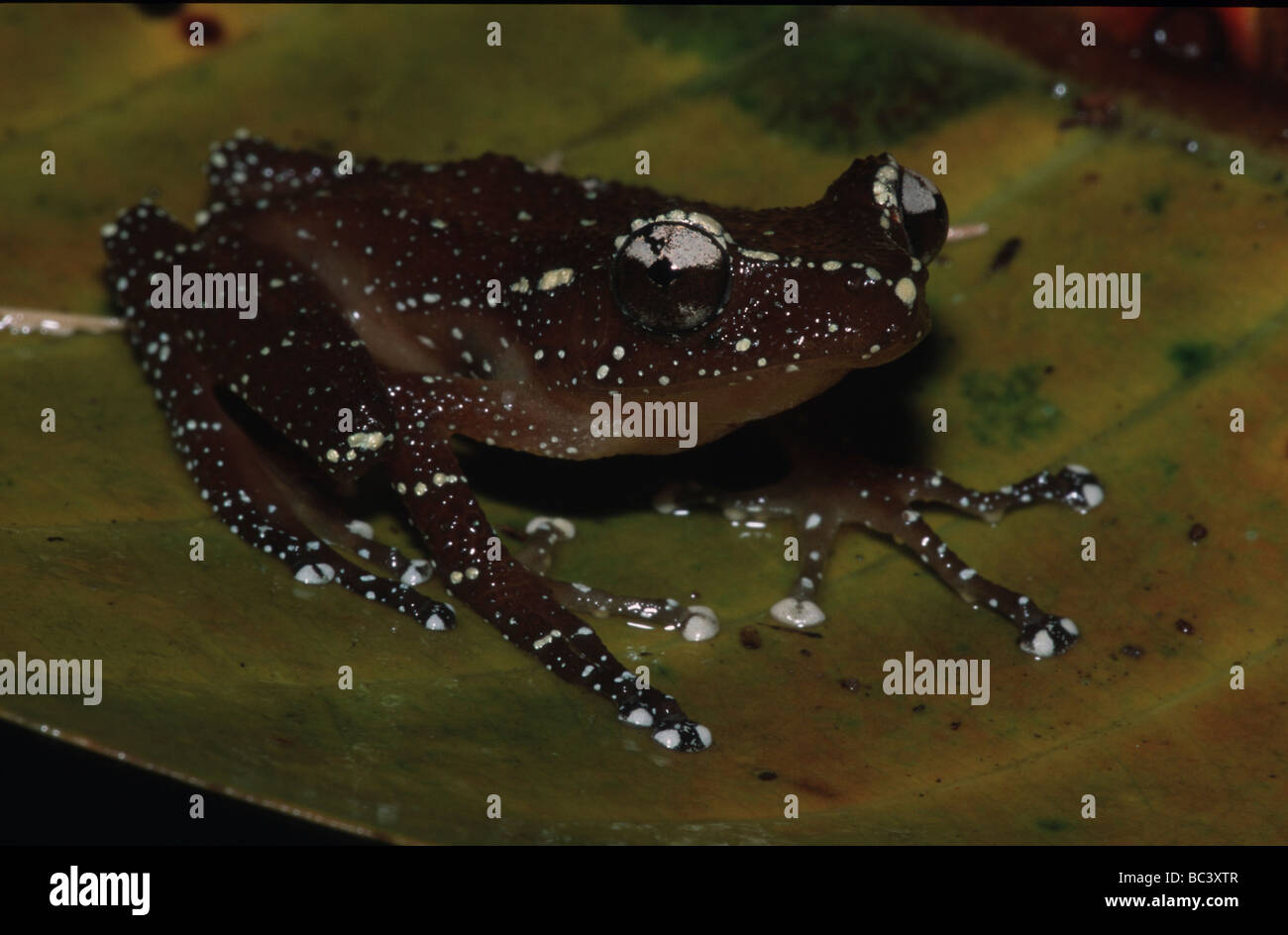 Cinnamon Frog, Nyctixalus pictus Stock Photo - Alamy