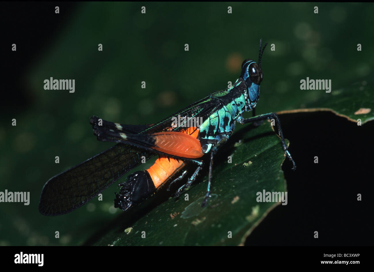 Orthopteran - a brightly coloured grasshopper Stock Photo - Alamy