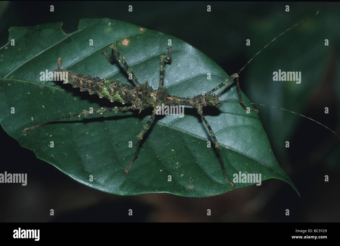 Stickinsects hi-res stock photography and images - Alamy