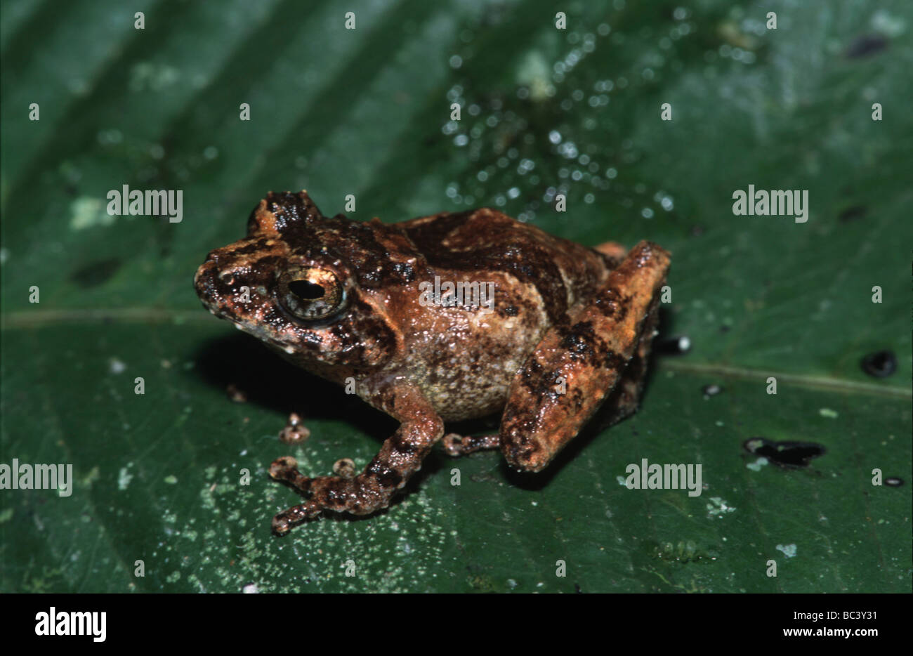 Philautus hi-res stock photography and images - Alamy