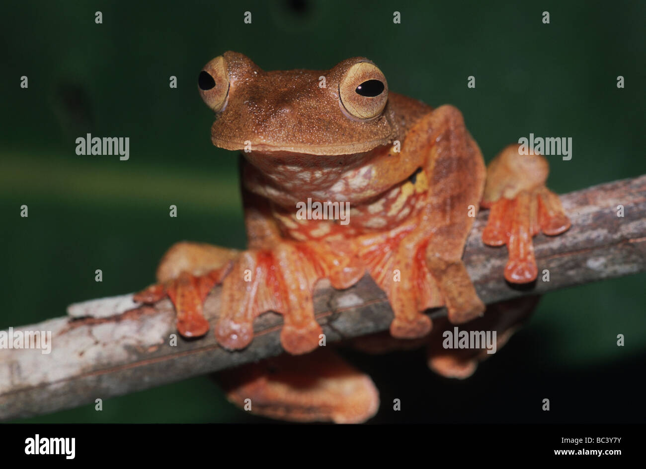 Harlequin Tree Frog, Rhacophorus pardalis Stock Photo - Alamy