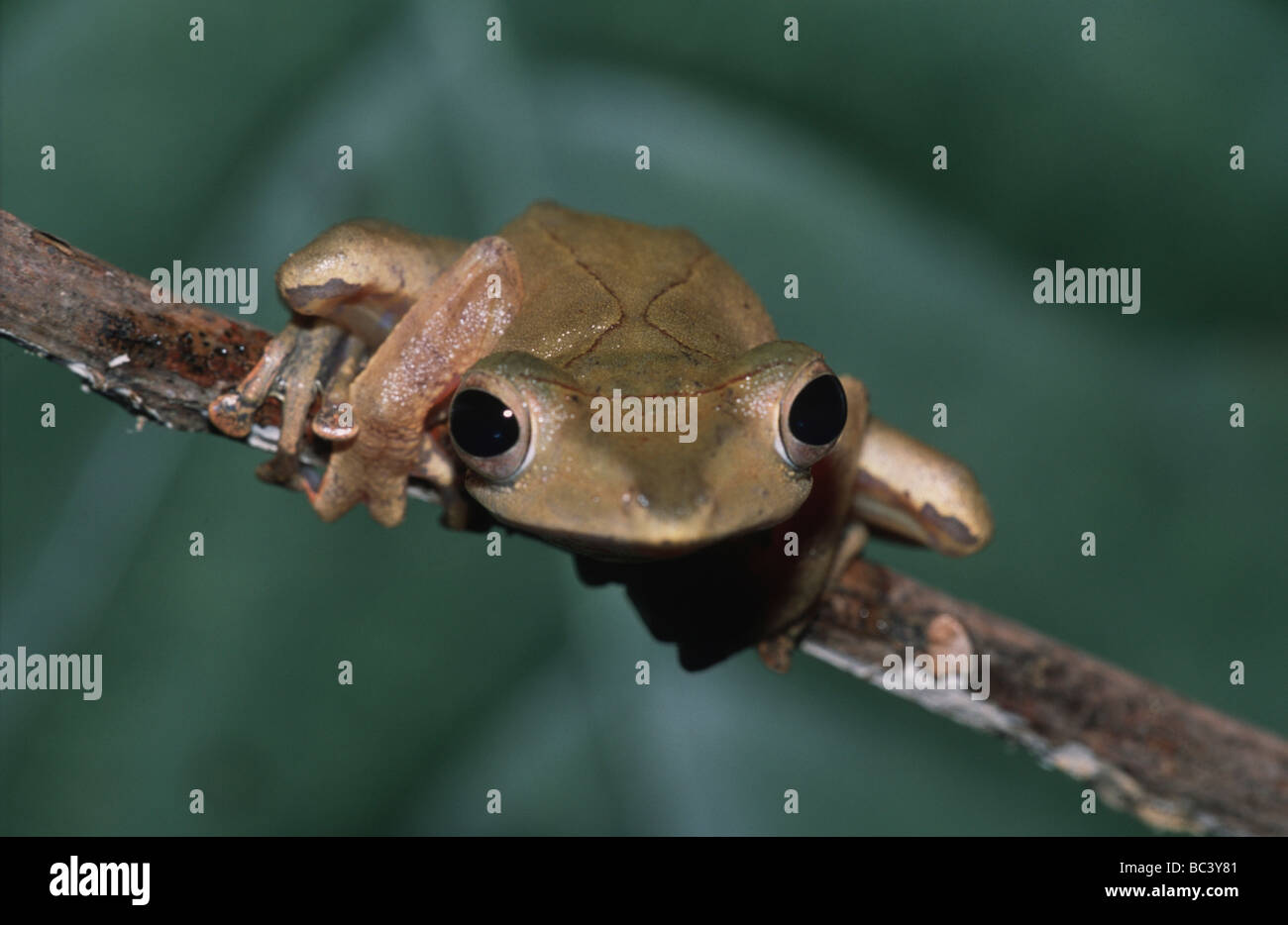 Southeast asian tree frogs hi-res stock photography and images - Alamy
