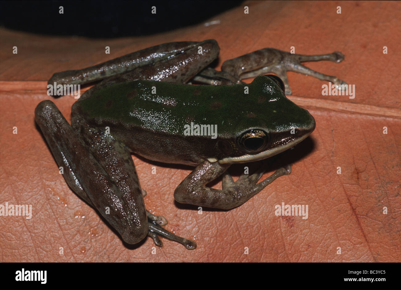 Poisonous Rock Frog High Resolution Stock Photography and Images - Alamy