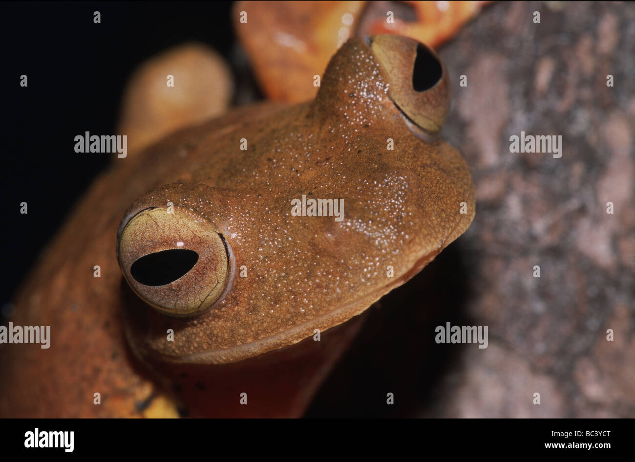 Harlequin Tree Frog, Rhacophorus pardalis Stock Photo - Alamy