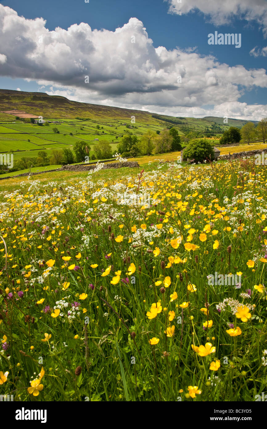 Swaledale wild flower meadows near Reeth Yorkshire Dales National Park ...