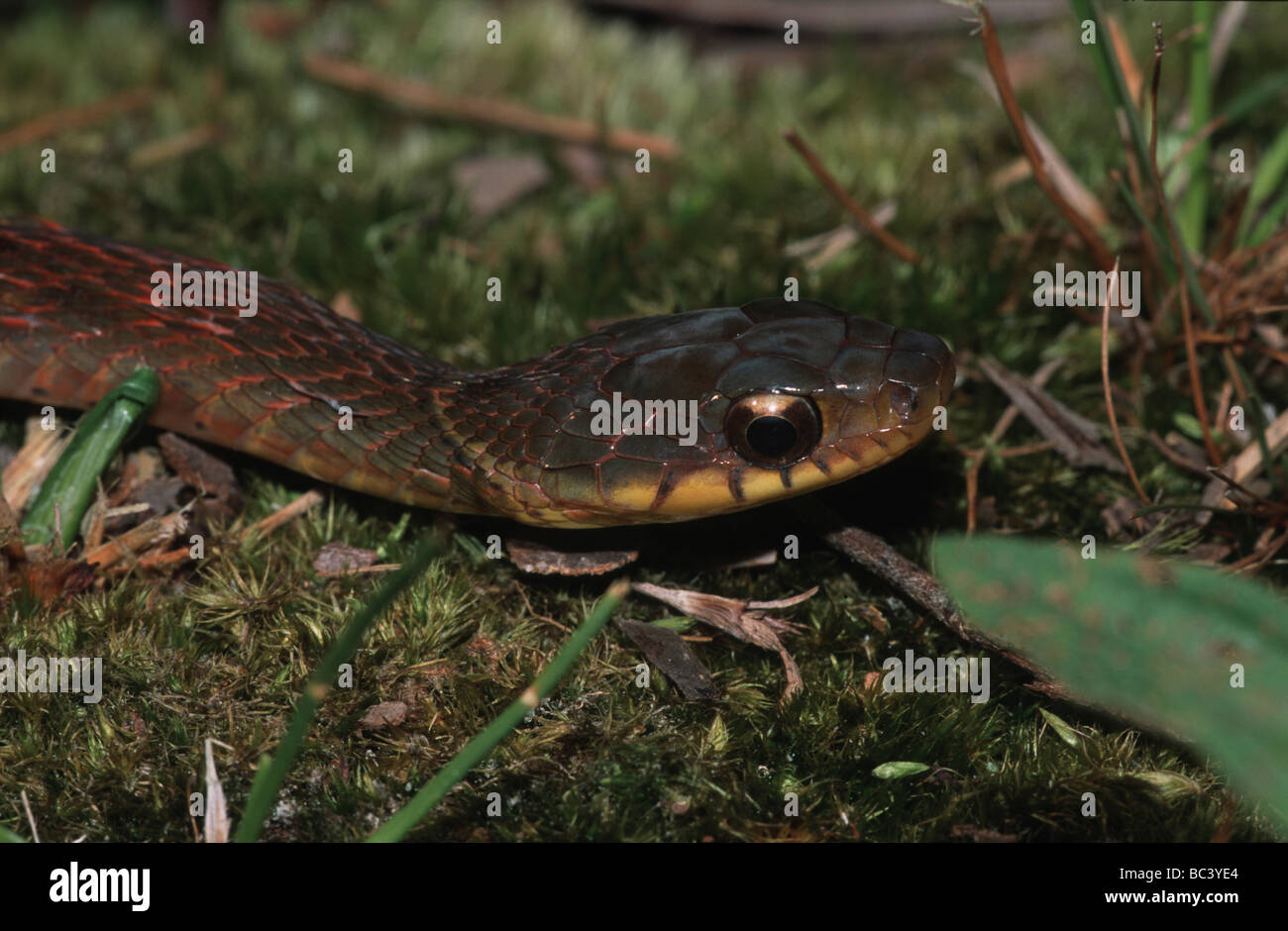 Keelback Snake Stock Photos & Keelback Snake Stock Images - Alamy