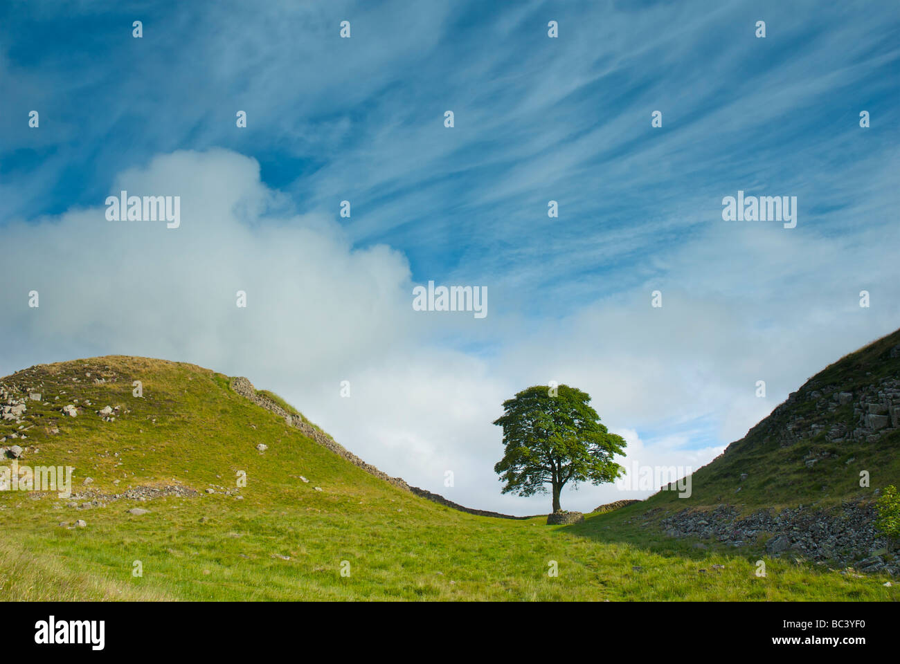 Sycamore Gap, Hadrian's Wall at steel Rigg, Northumberland, England UK ...