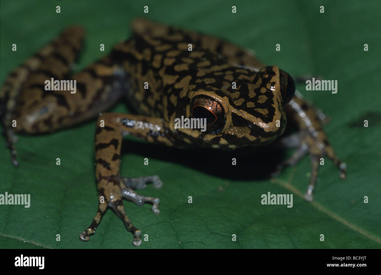 Signata hi-res stock photography and images - Alamy