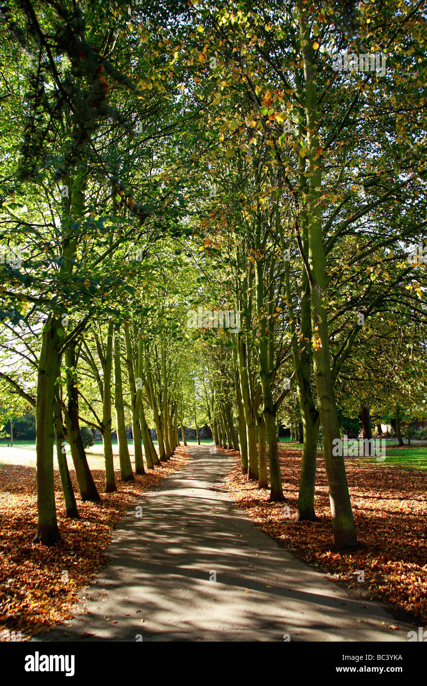 Avenue of trees Stock Photo - Alamy