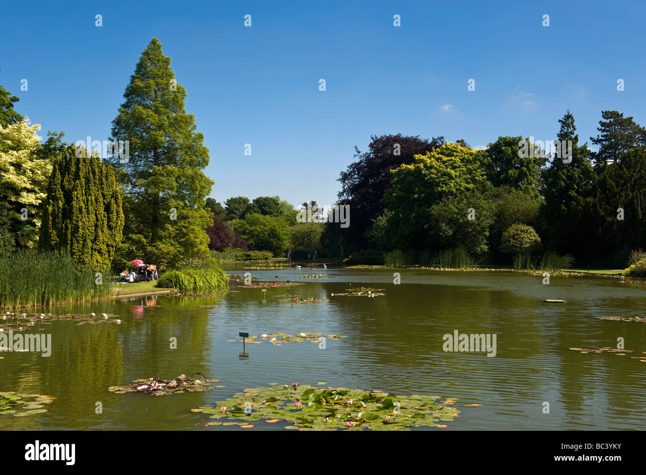 Water Lily Gardens Stock Photo - Alamy