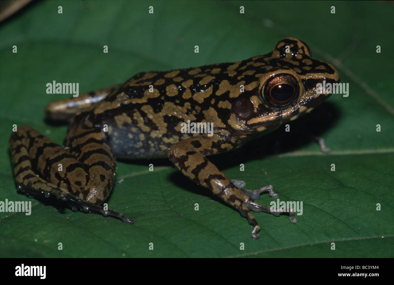 Signata hi-res stock photography and images - Alamy