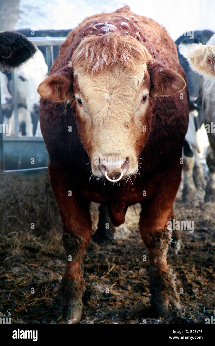 Angry cows hi-res stock photography and images - Alamy