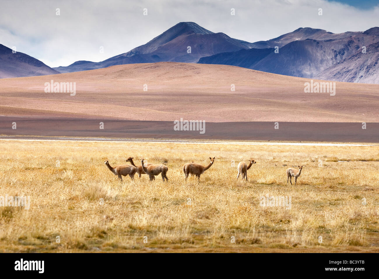 Vicuna Atacama High Resolution Stock Photography and Images - Alamy