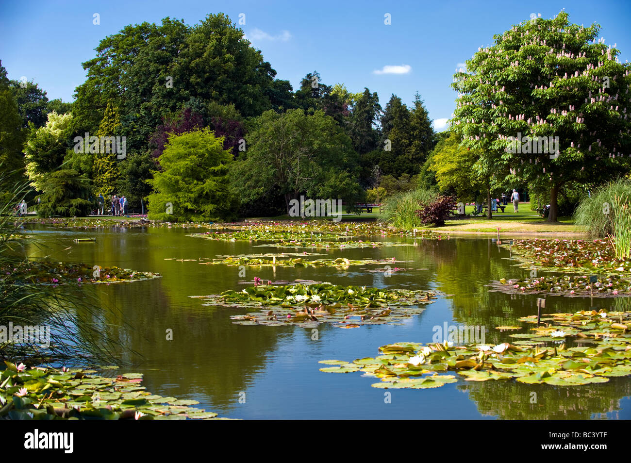 Water Lily Gardens Stock Photo - Alamy