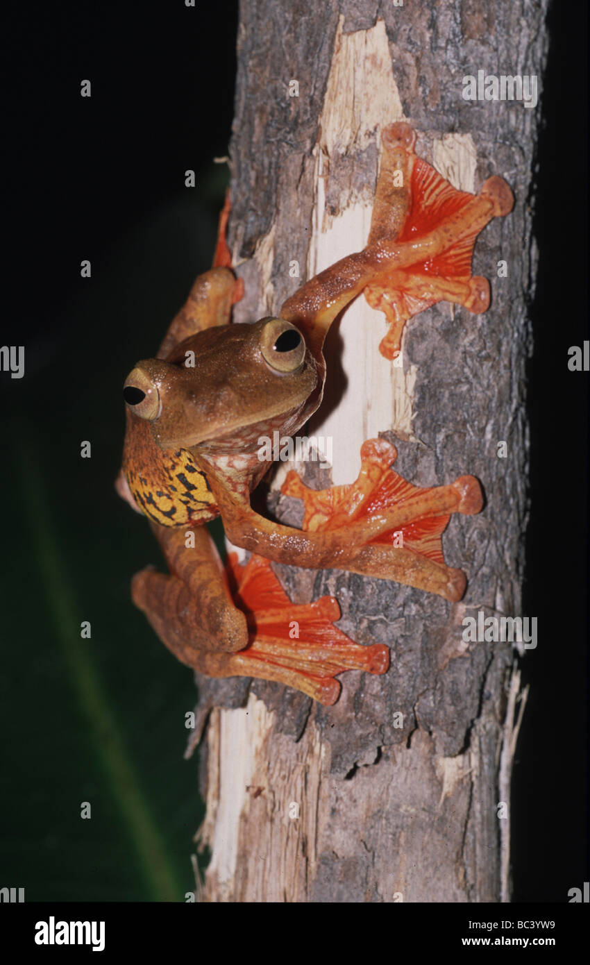 Harlequin Tree Frog, Rhacophorus pardalis Stock Photo - Alamy