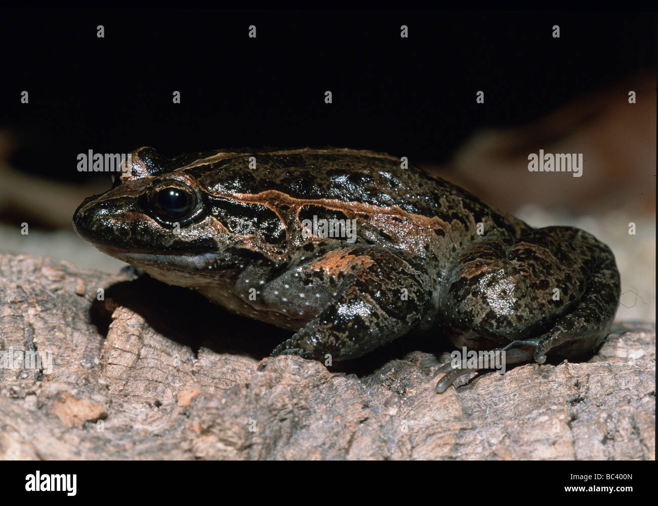Portugal Painted Frog, Discoglossus galganoi Stock Photo - Alamy