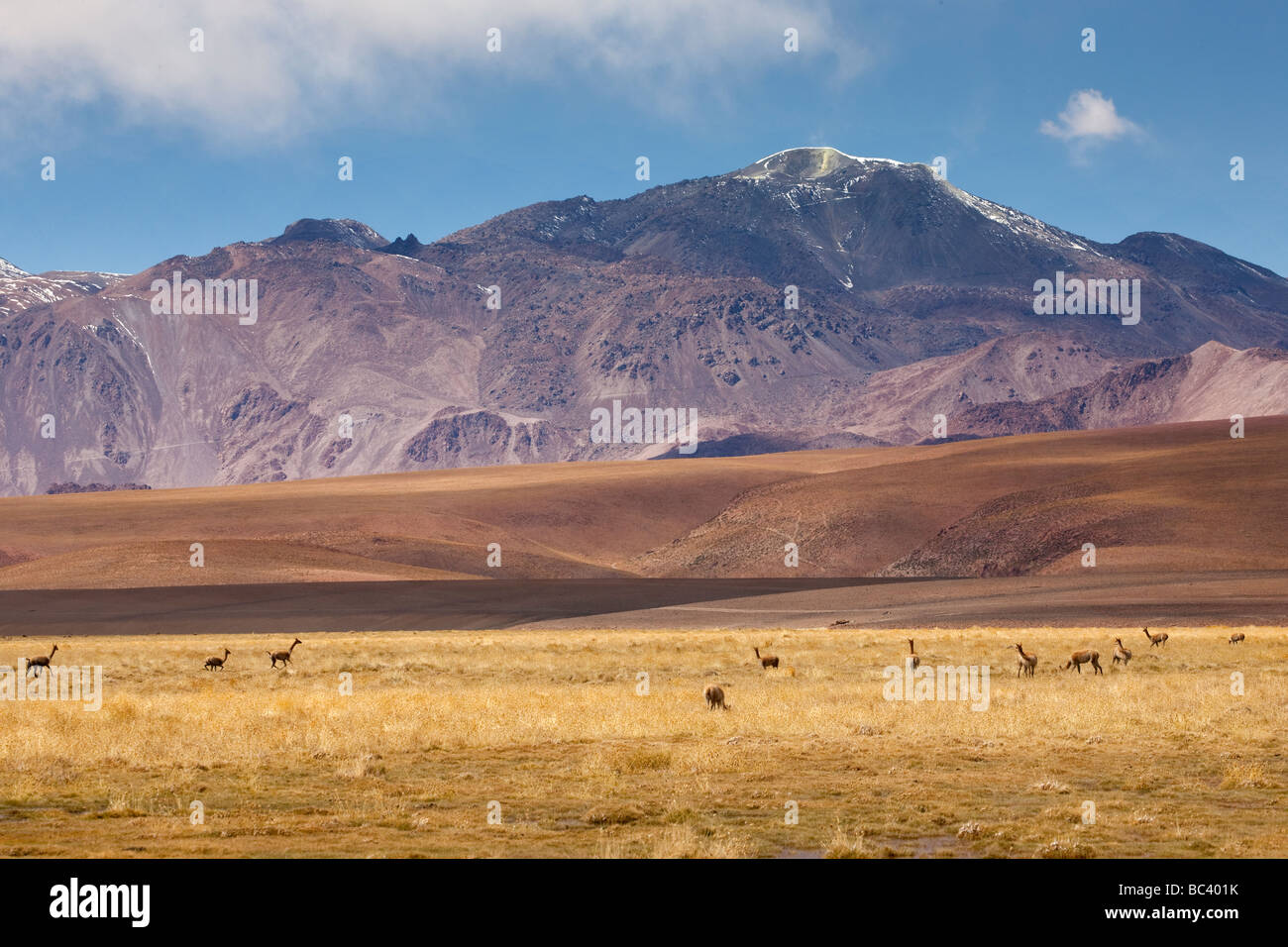 Vicuna Atacama High Resolution Stock Photography and Images - Alamy