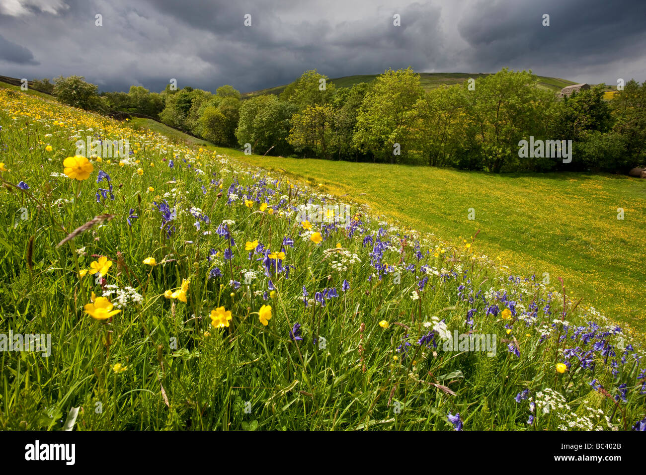 Swaledale wild flower meadows near Thwaite Yorkshire Dales National ...