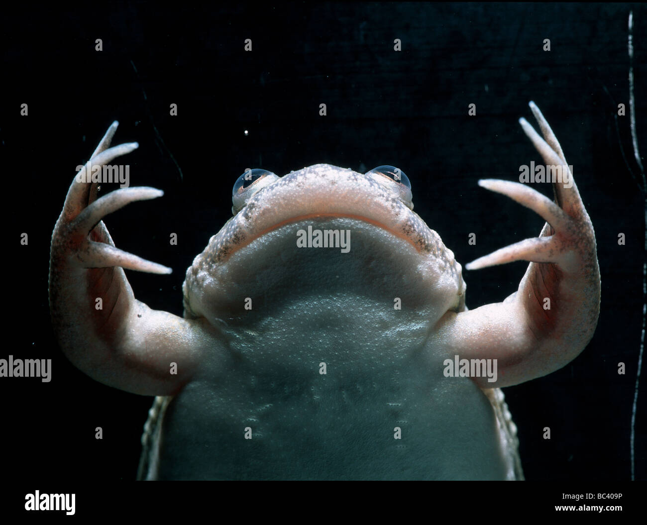 African clawed frog (xenopus laevis) hi-res stock photography and ...