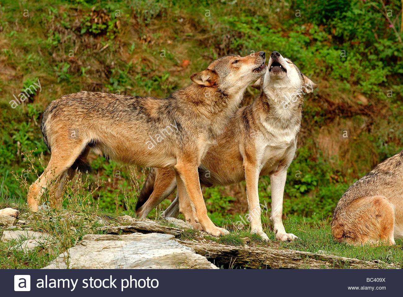 Crying Wolf Stock Photos & Crying Wolf Stock Images - Alamy