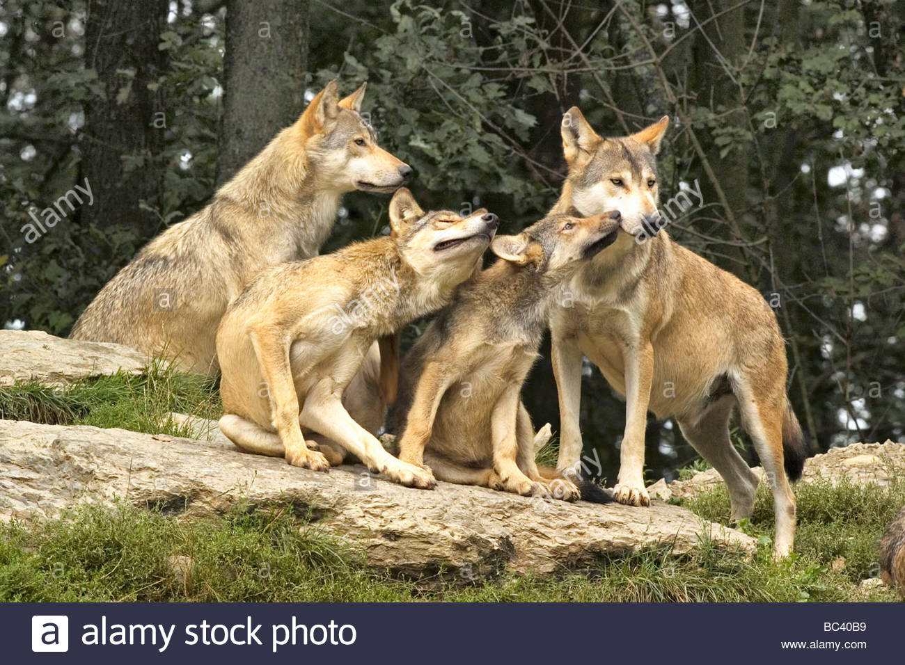 Crying Wolf Stock Photos & Crying Wolf Stock Images - Alamy