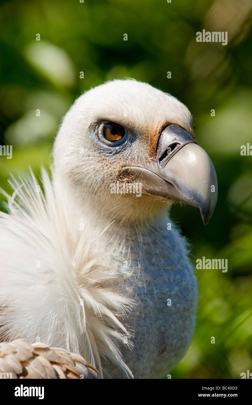 European black vulture hi-res stock photography and images - Alamy