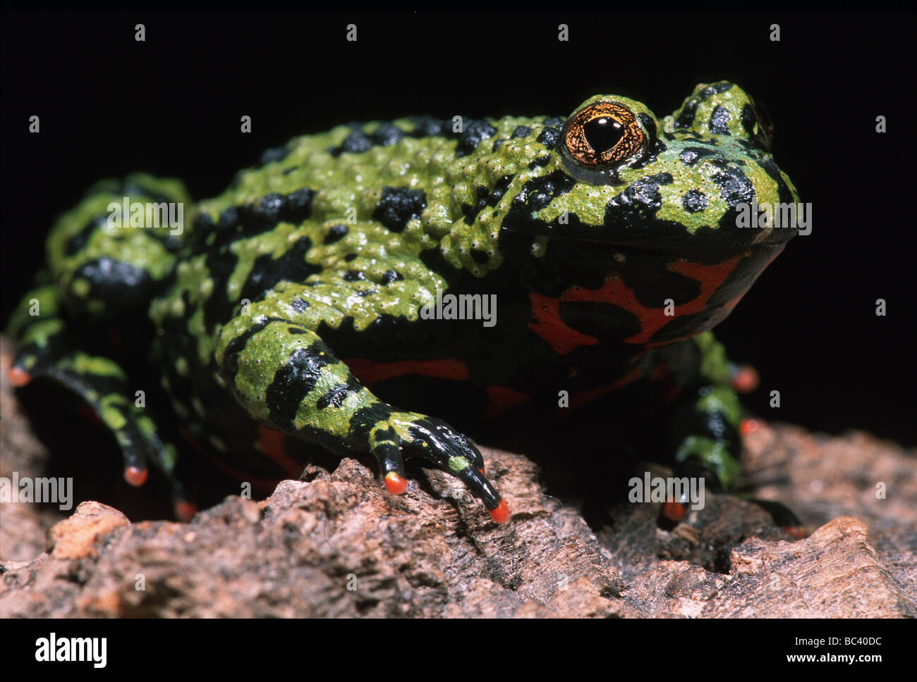 Oriental Firebellied Toad, Bombina orientalis Stock Photo - Alamy