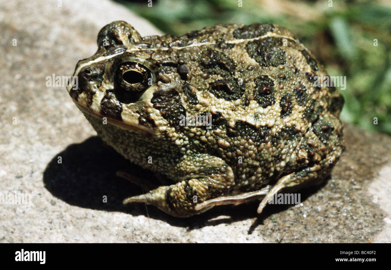 Common Lesser Escuerzo, Odontophrynus americanus Stock Photo - Alamy