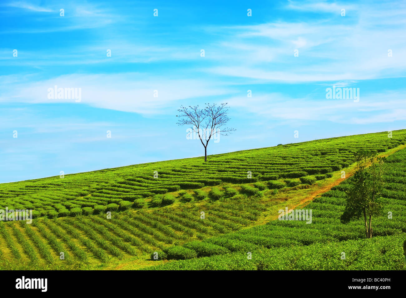 Tea plantation on central highland in Vietnam Stock Photo - Alamy