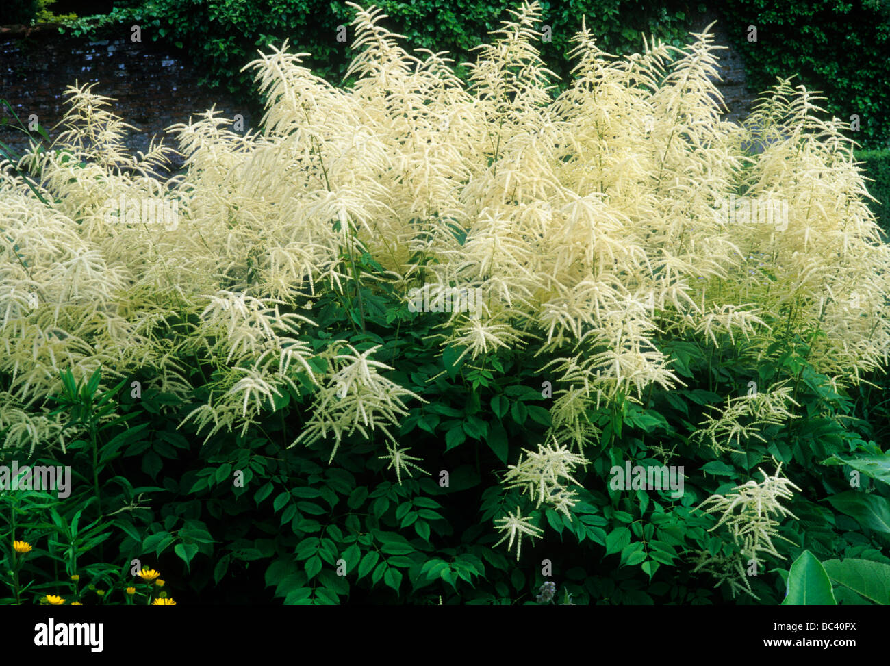 Aruncus dioicus, white flower flowers garden plant plants Stock Photo ...
