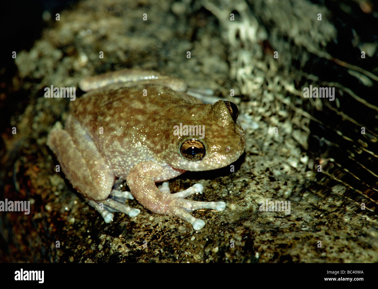 Waterfall Frog, Litoria nannotis Stock Photo - Alamy