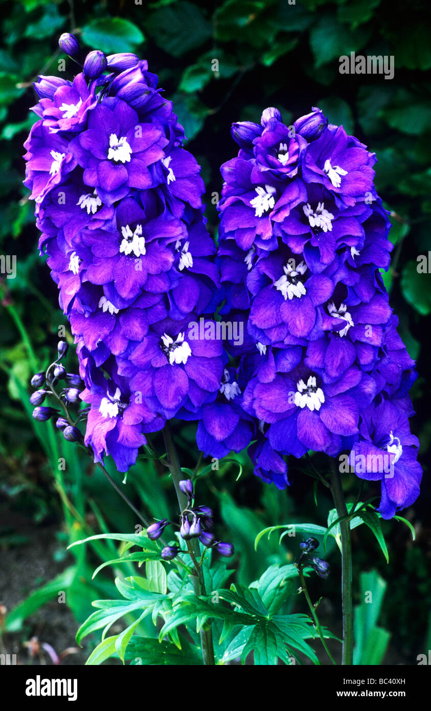 Delphinium 'Guardian Blue' flower flowers garden plant plants Stock Photo - Alamy