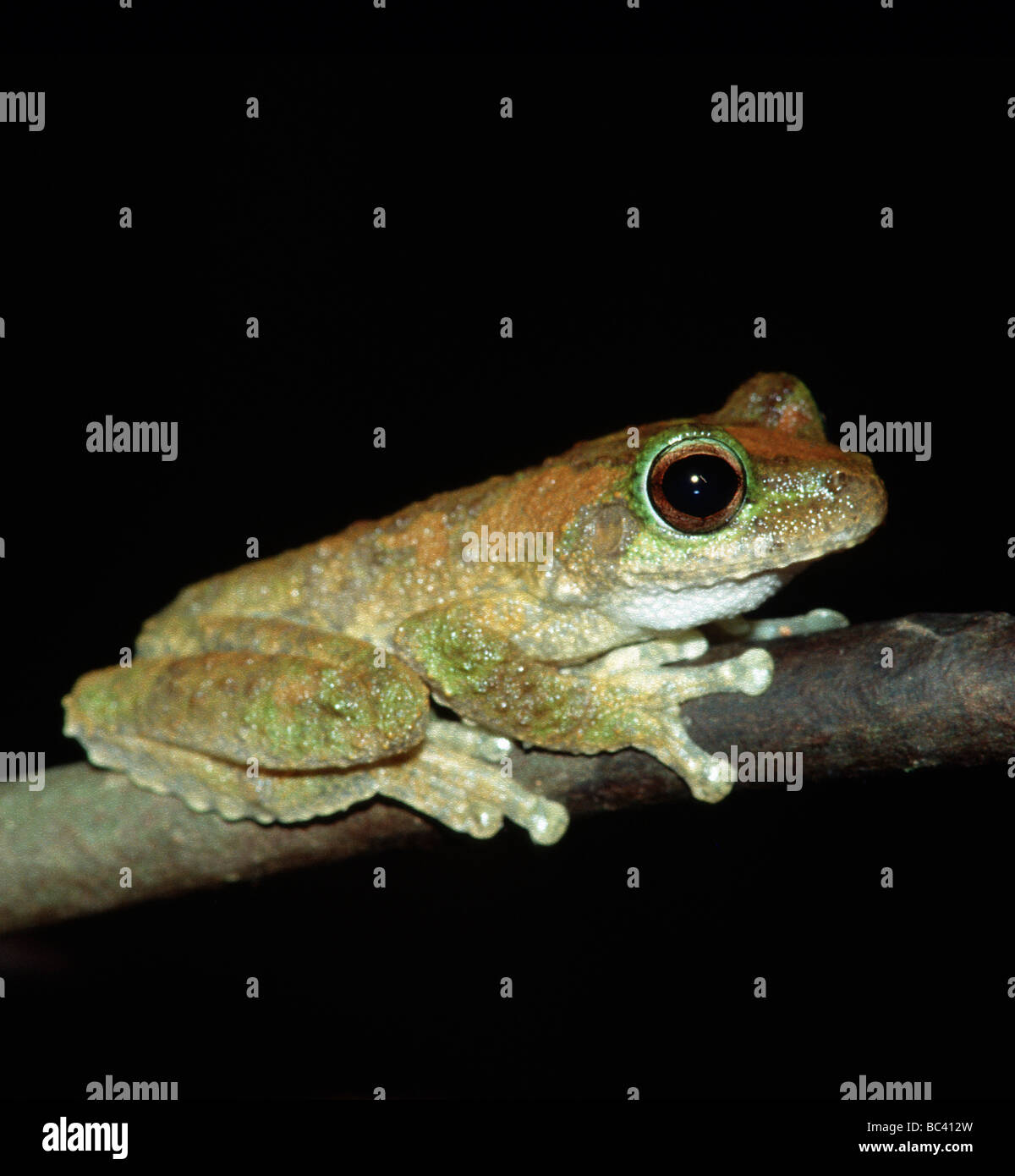 Australian spotted tree frogs hi-res stock photography and images - Alamy
