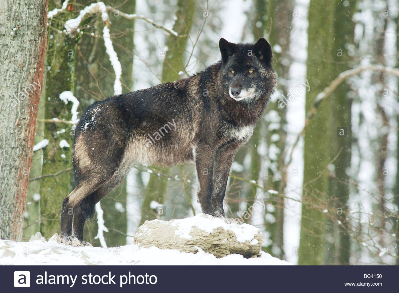 Crying Wolf Stock Photos & Crying Wolf Stock Images - Alamy