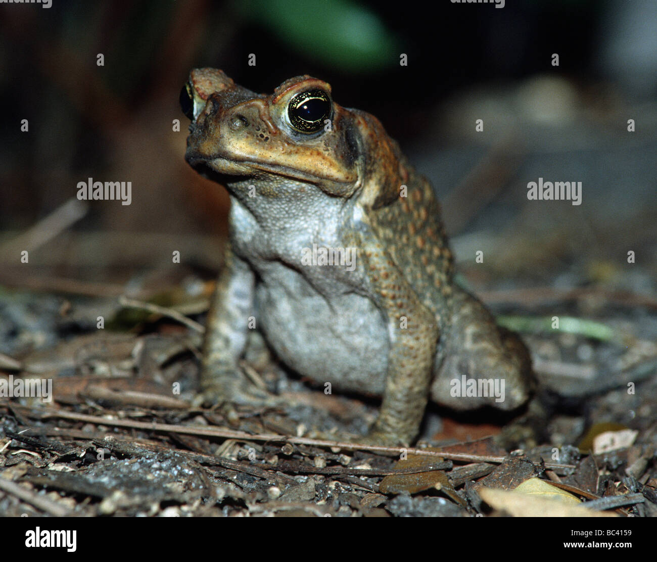 Cane Toad Bufo marinus Stock Photo - Alamy