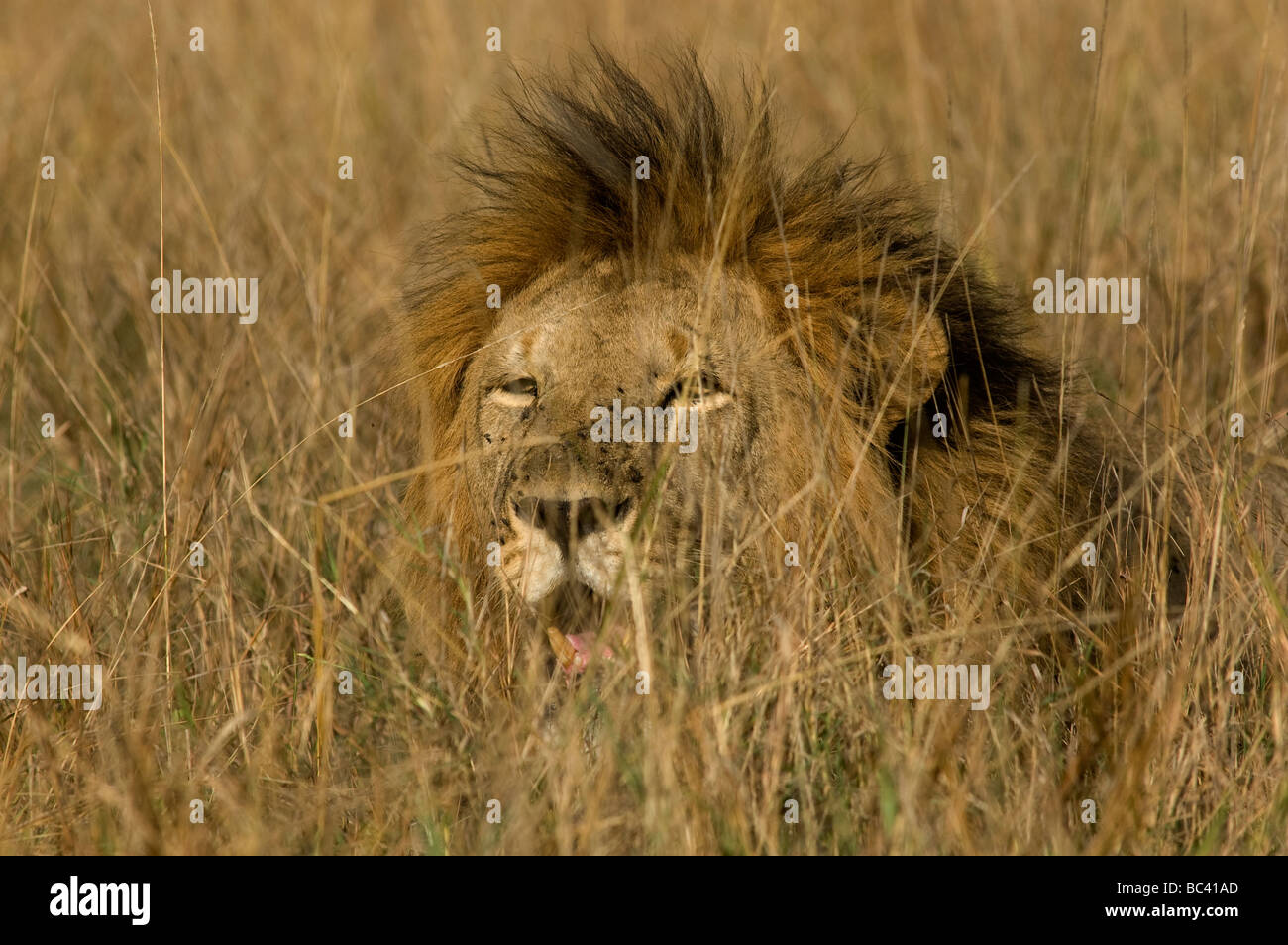 Lion ambush hi-res stock photography and images - Alamy