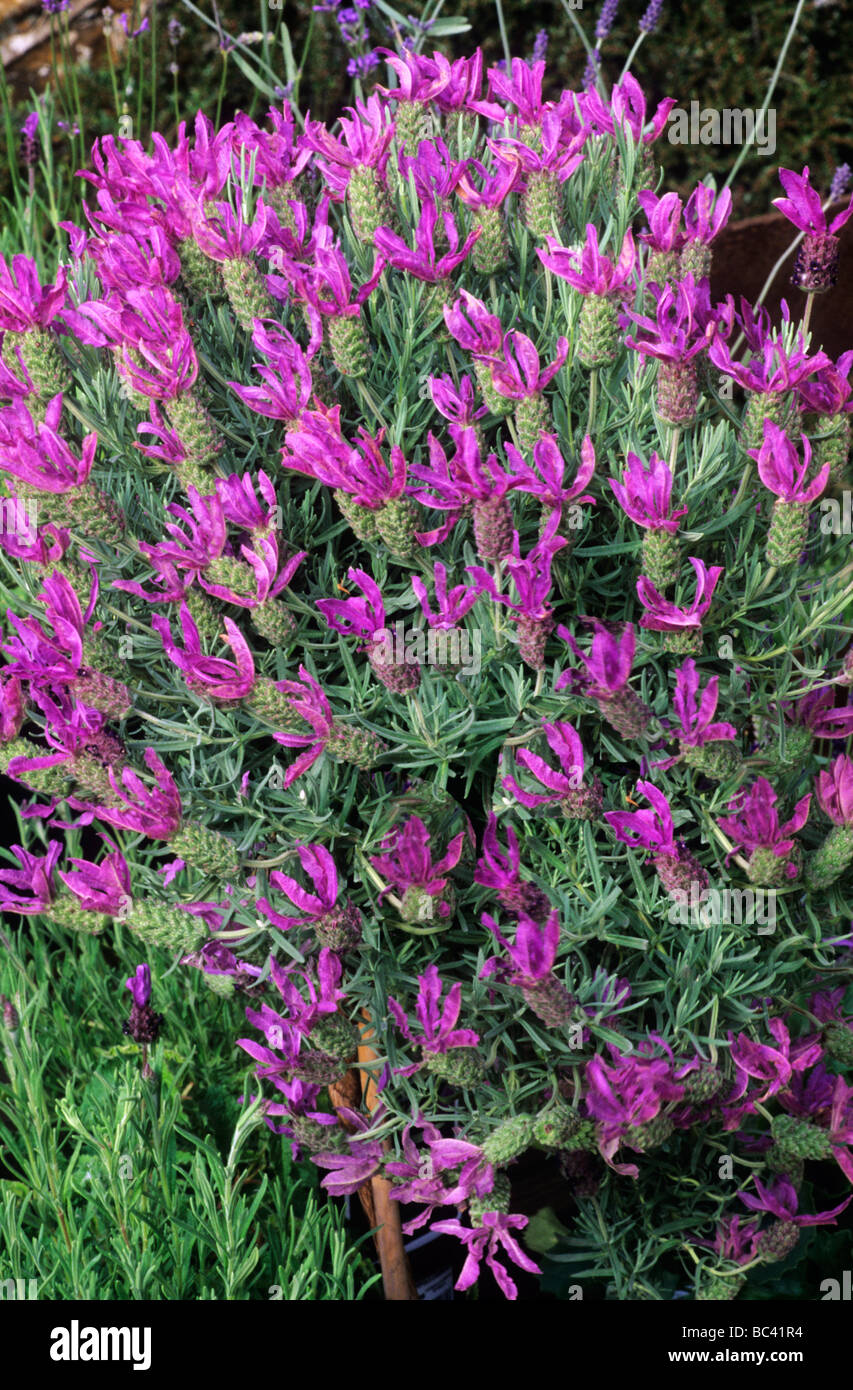 Grown as a standard plant hi-res stock photography and images - Alamy