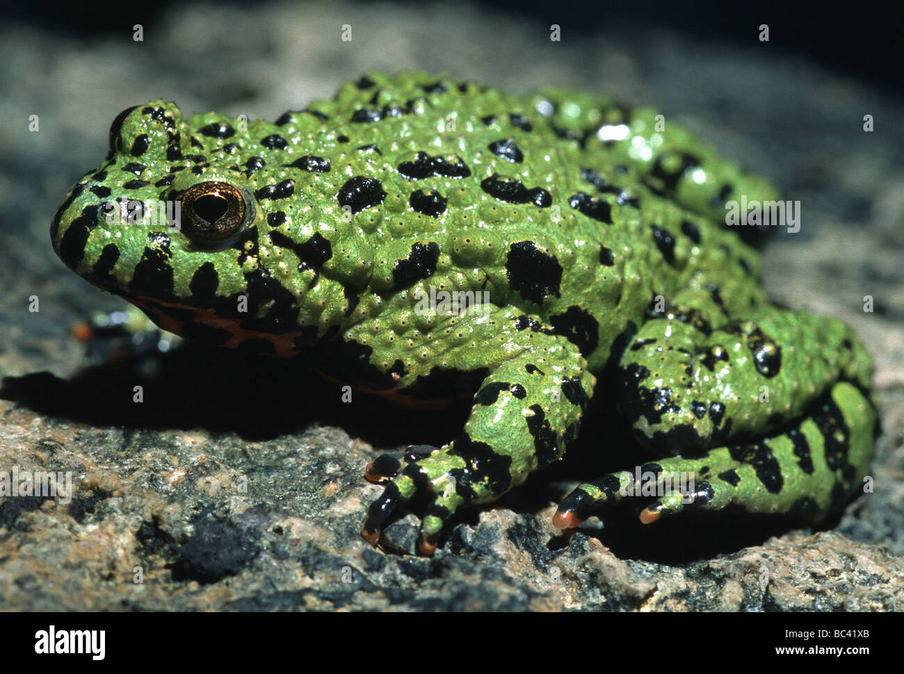 Oriental Firebellied Toad Bombina orientalis Stock Photo - Alamy