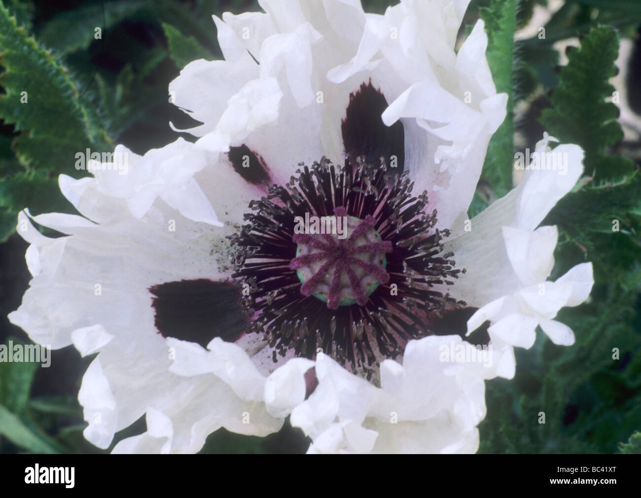 Papaver orientale 'White Ruffles' poppy poppies garden plant white ...