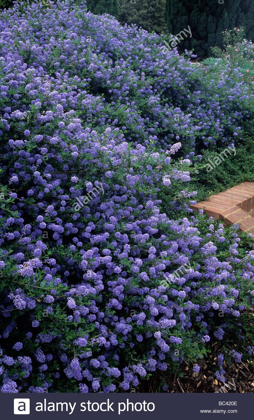 California Lilac Ceanothus Stock Photos & California Lilac Ceanothus ...