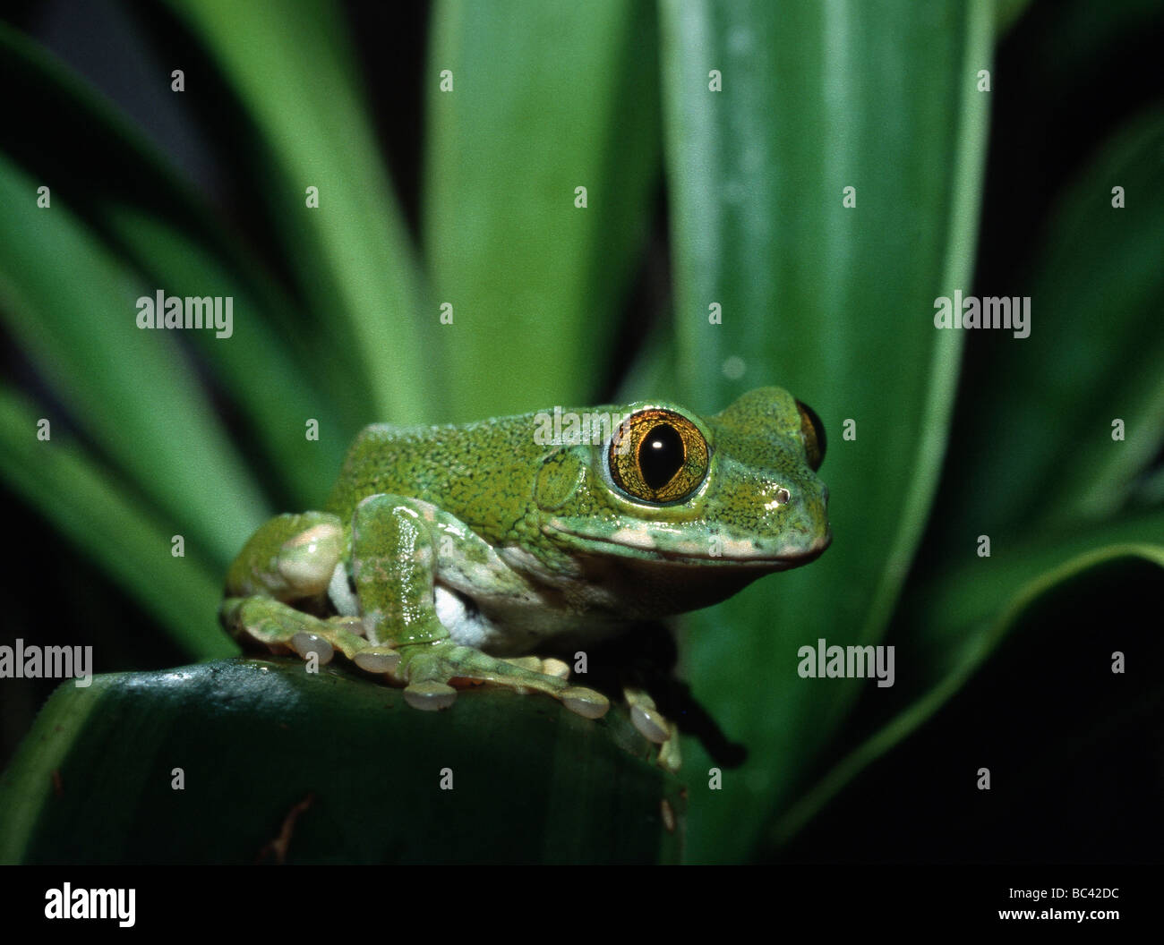 Big eyed frog forest treefrog hi-res stock photography and images - Alamy