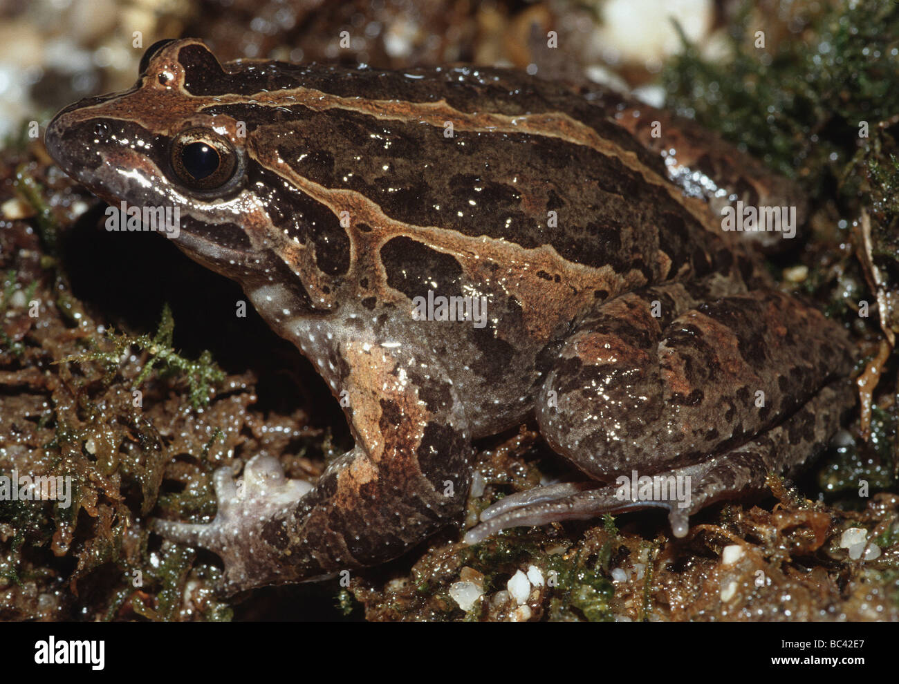 Portugal Painted Frog Discoglossus galganoi Stock Photo - Alamy