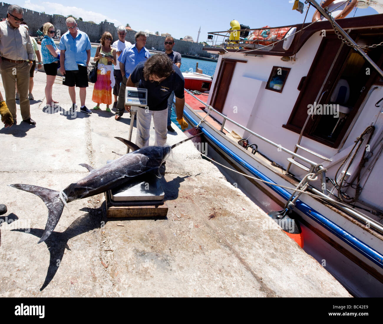 Fisherman unloading their catch of Swordfish in Rhodes harbour May ...