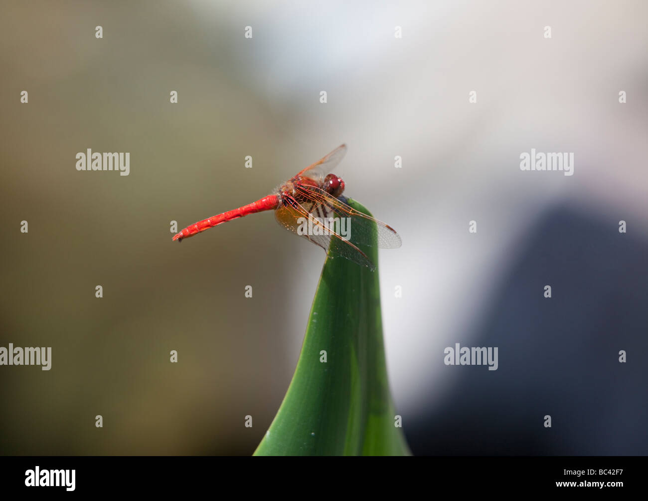 Flame Skimmer Dragon Fly Stock Photo - Alamy