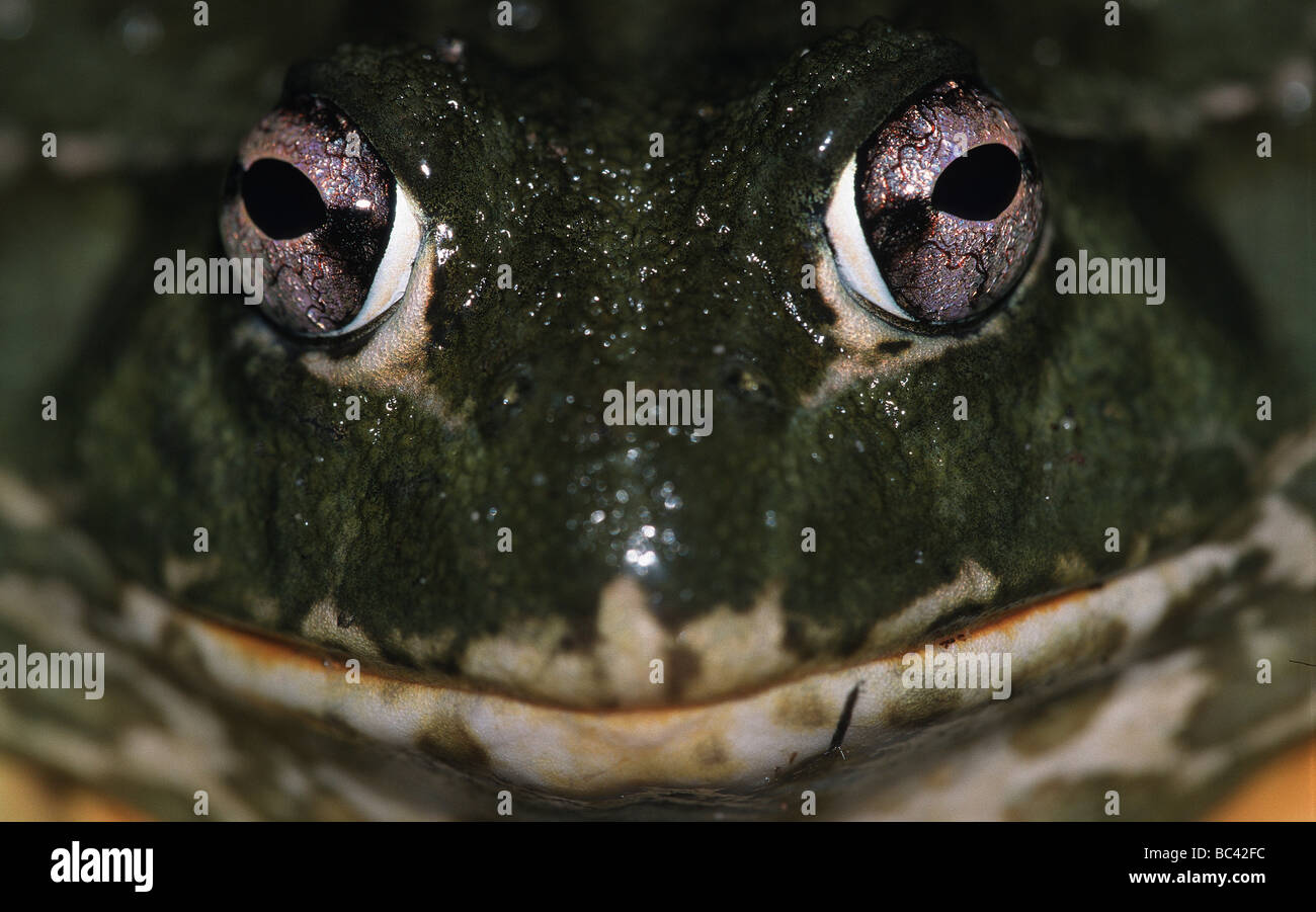 Female African Bullfrog Pyxicephalus adspersus Stock Photo - Alamy