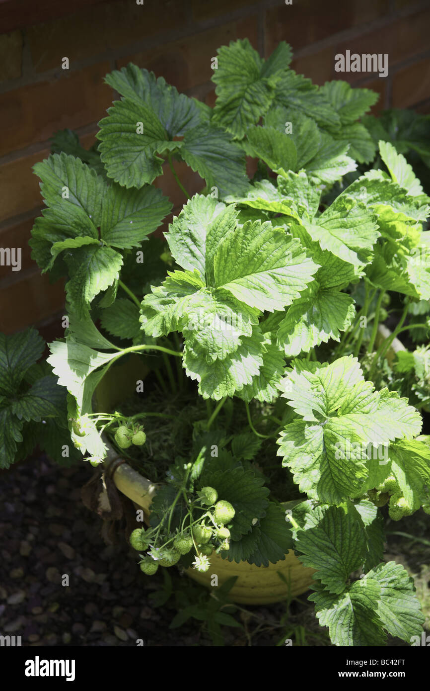 green strawberry plant Stock Photo - Alamy