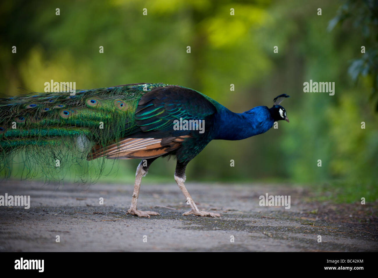 Peacock plume hi-res stock photography and images - Alamy
