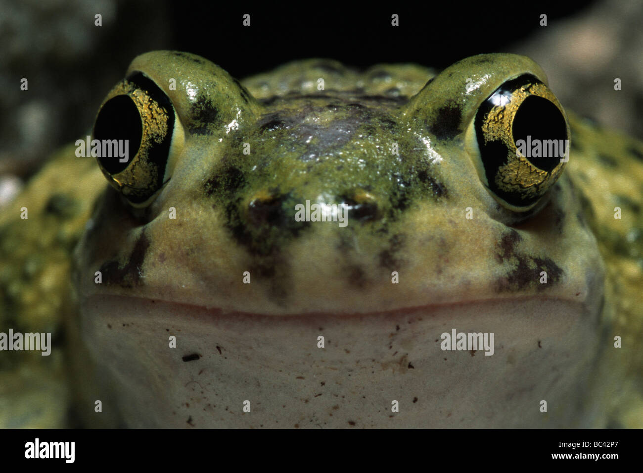 Spade foot toads hi-res stock photography and images - Alamy